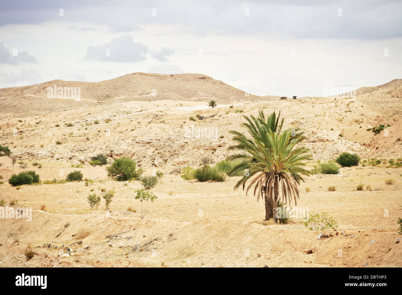 Palm tree in the desert Stock Photo - Alamy
