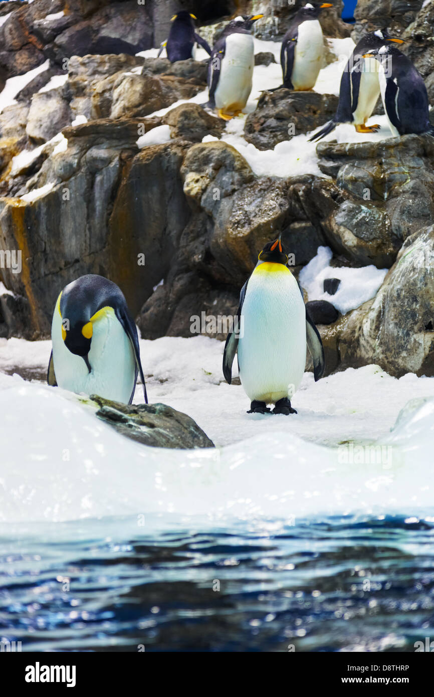 Colony of emperor penguins hi-res stock photography and images - Alamy