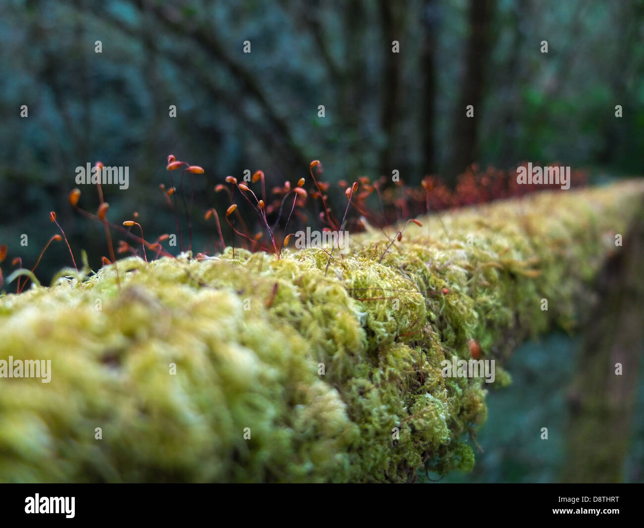 Red spore green moss Stock Photo - Alamy