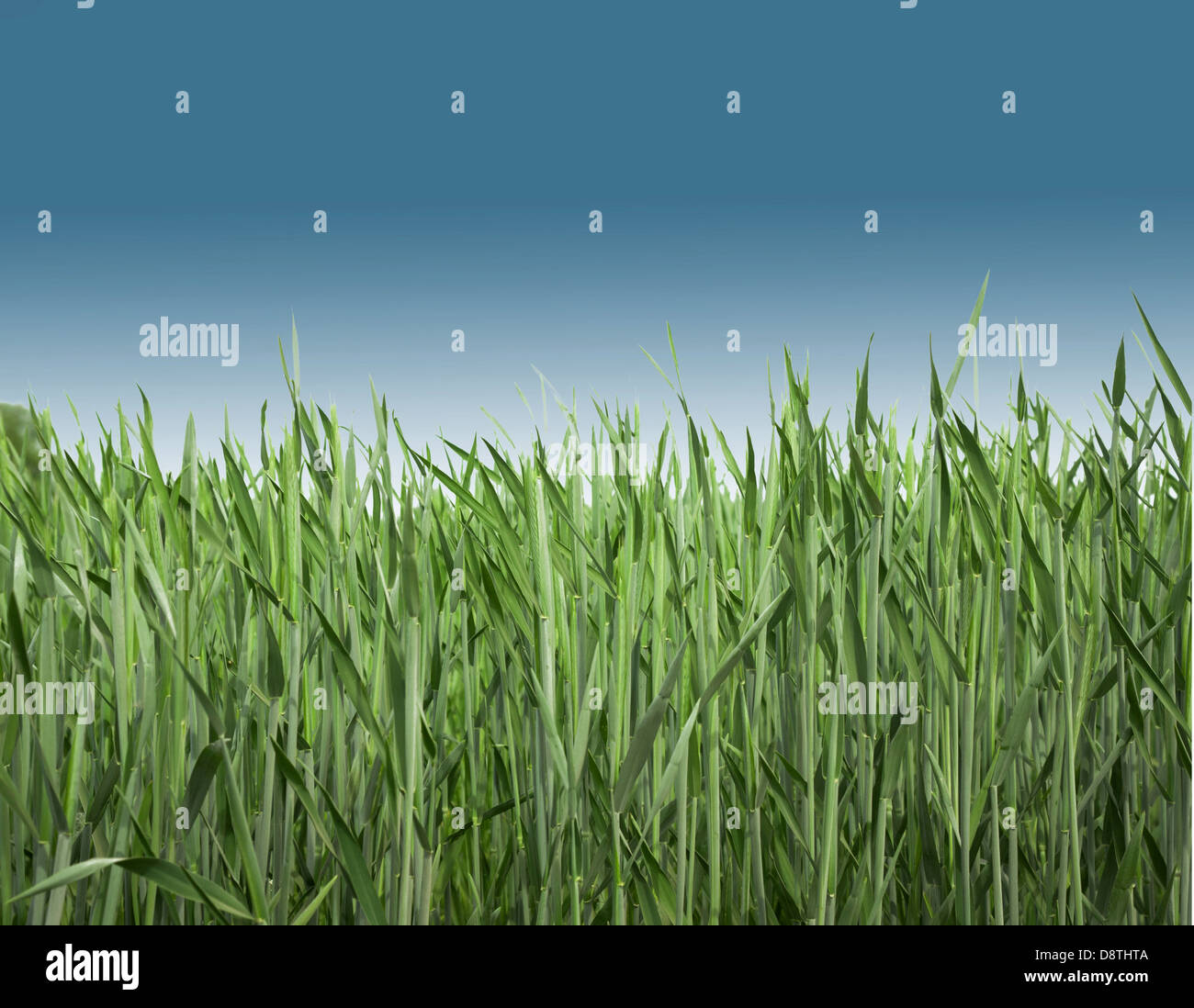 beautiful landscape, clean blue sky Stock Photo - Alamy