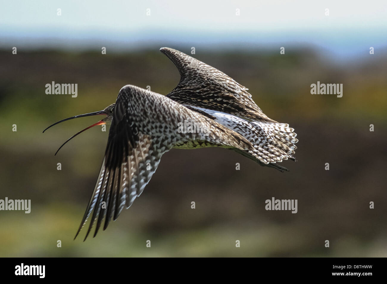 Curlew in profile calling, numenius arquata in flight Stock Photo - Alamy
