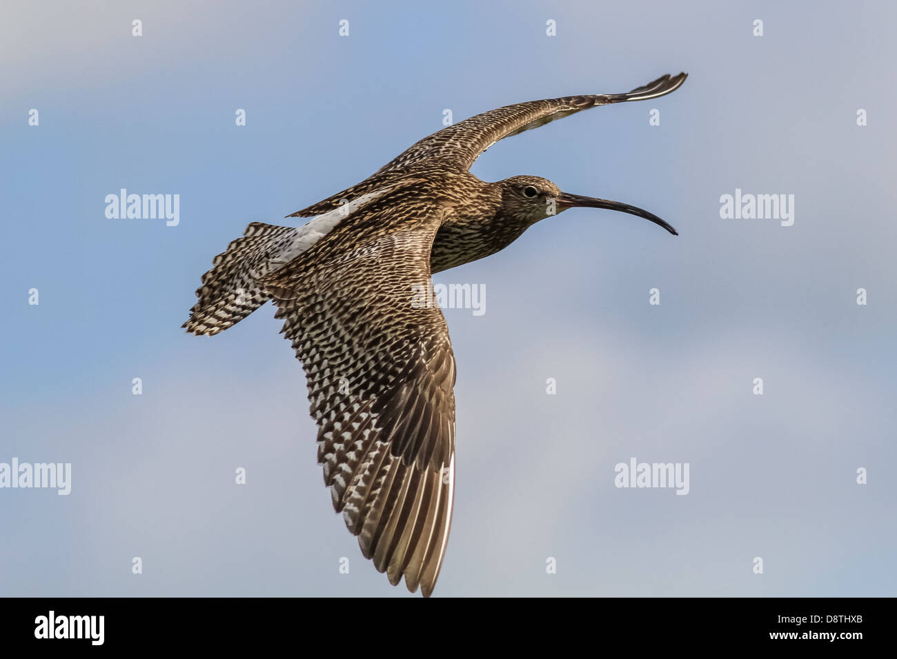 Curlew in profile, numenius arquata, in flight Stock Photo - Alamy