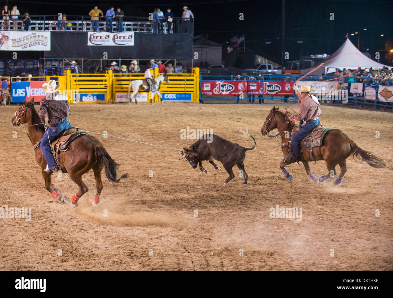 Cowboy Participant in a Calf roping Competition at the Helldorado Days ...
