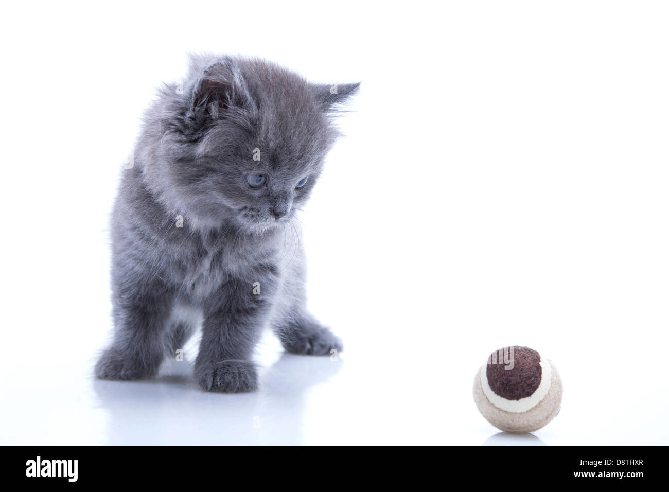 Little British blue cat isolated Stock Photo - Alamy