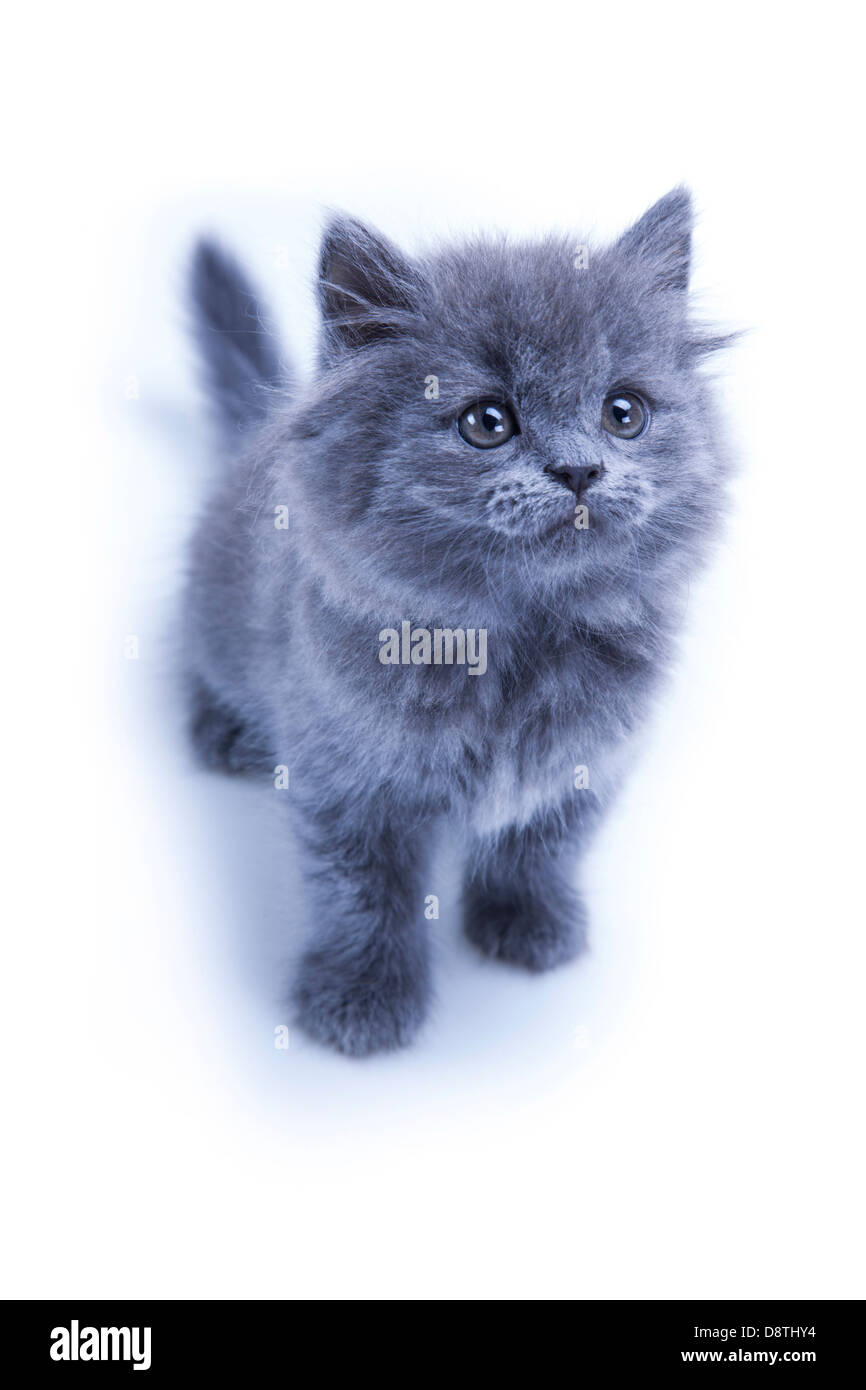 Little British blue cat isolated Stock Photo - Alamy
