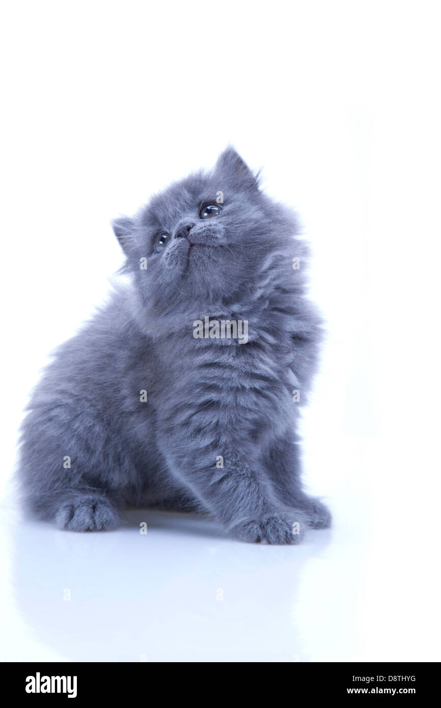 Little British blue cat isolated Stock Photo - Alamy