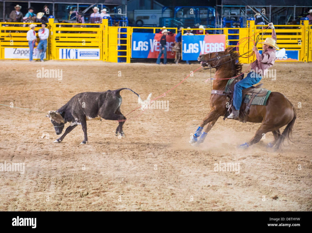 Cowboy Participant in a Calf roping Competition at the Helldorado Days ...