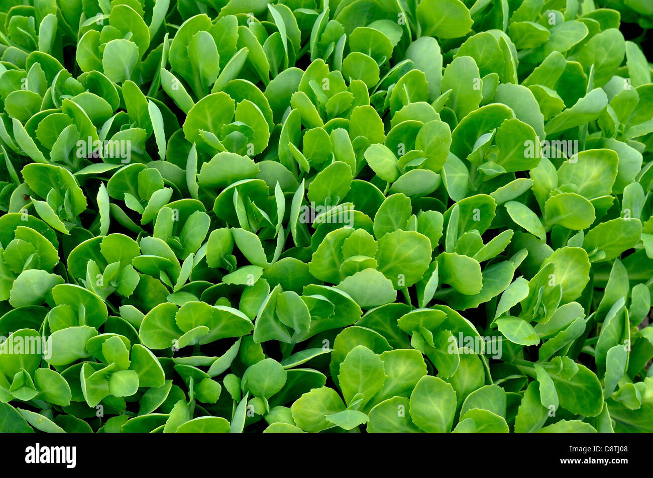 Green fresh leaves hi-res stock photography and images - Alamy