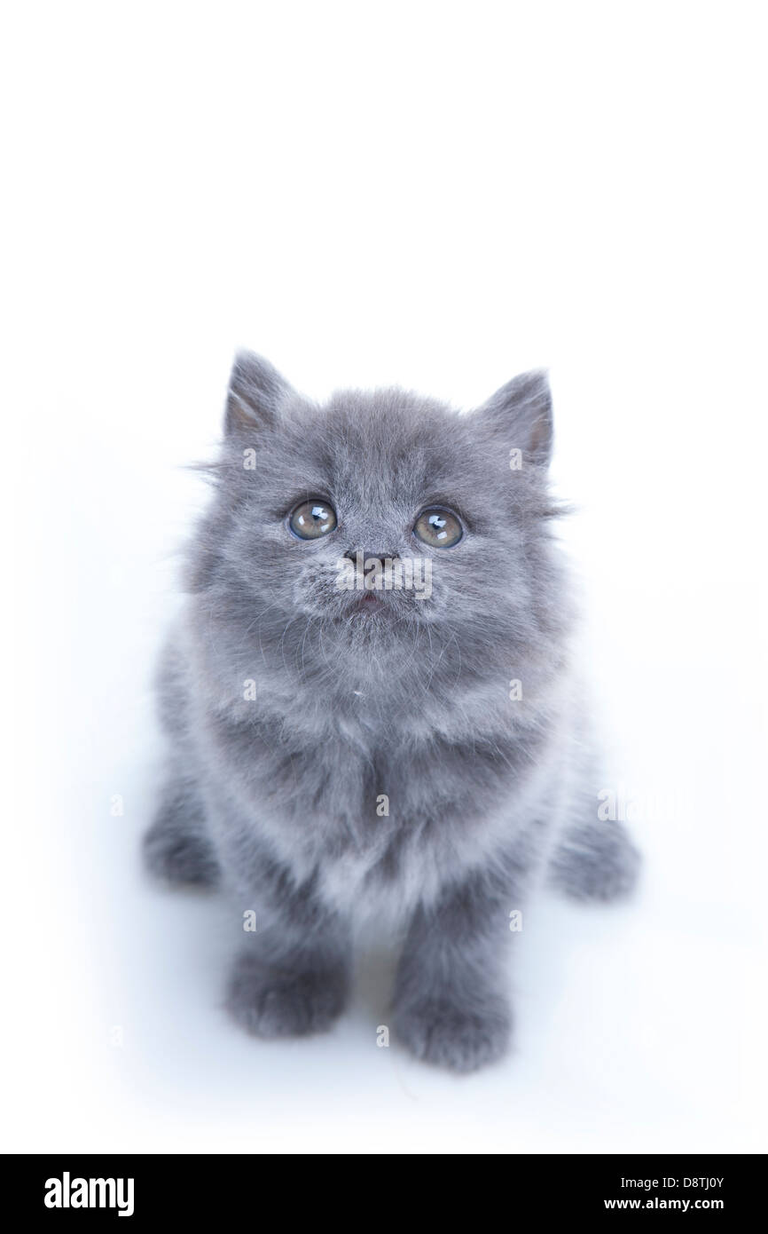Little British blue cat isolated Stock Photo - Alamy
