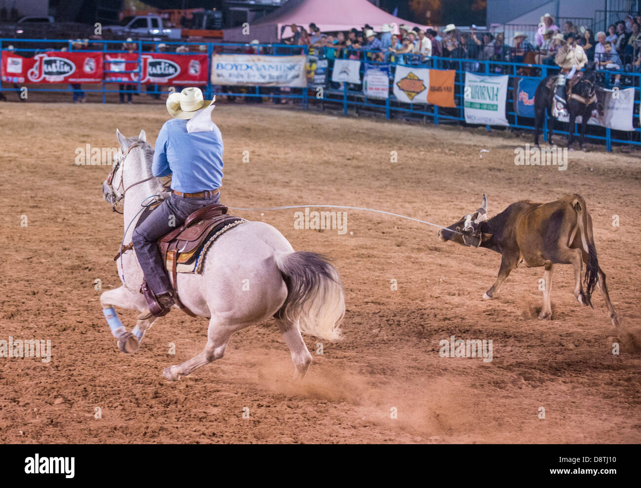 Cowboy Participant in a Calf roping Competition at the Helldorado Days ...