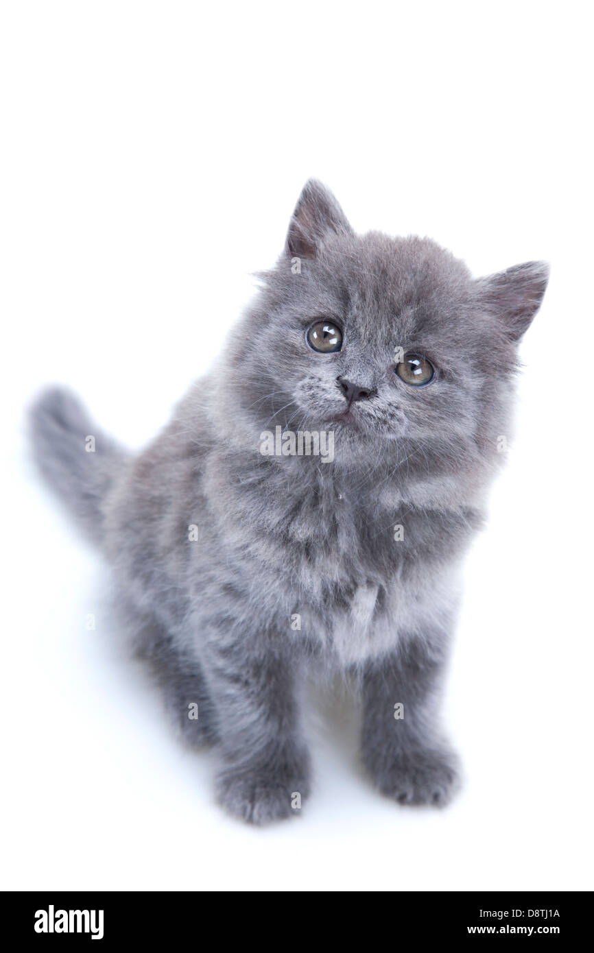 Little British blue cat isolated Stock Photo - Alamy