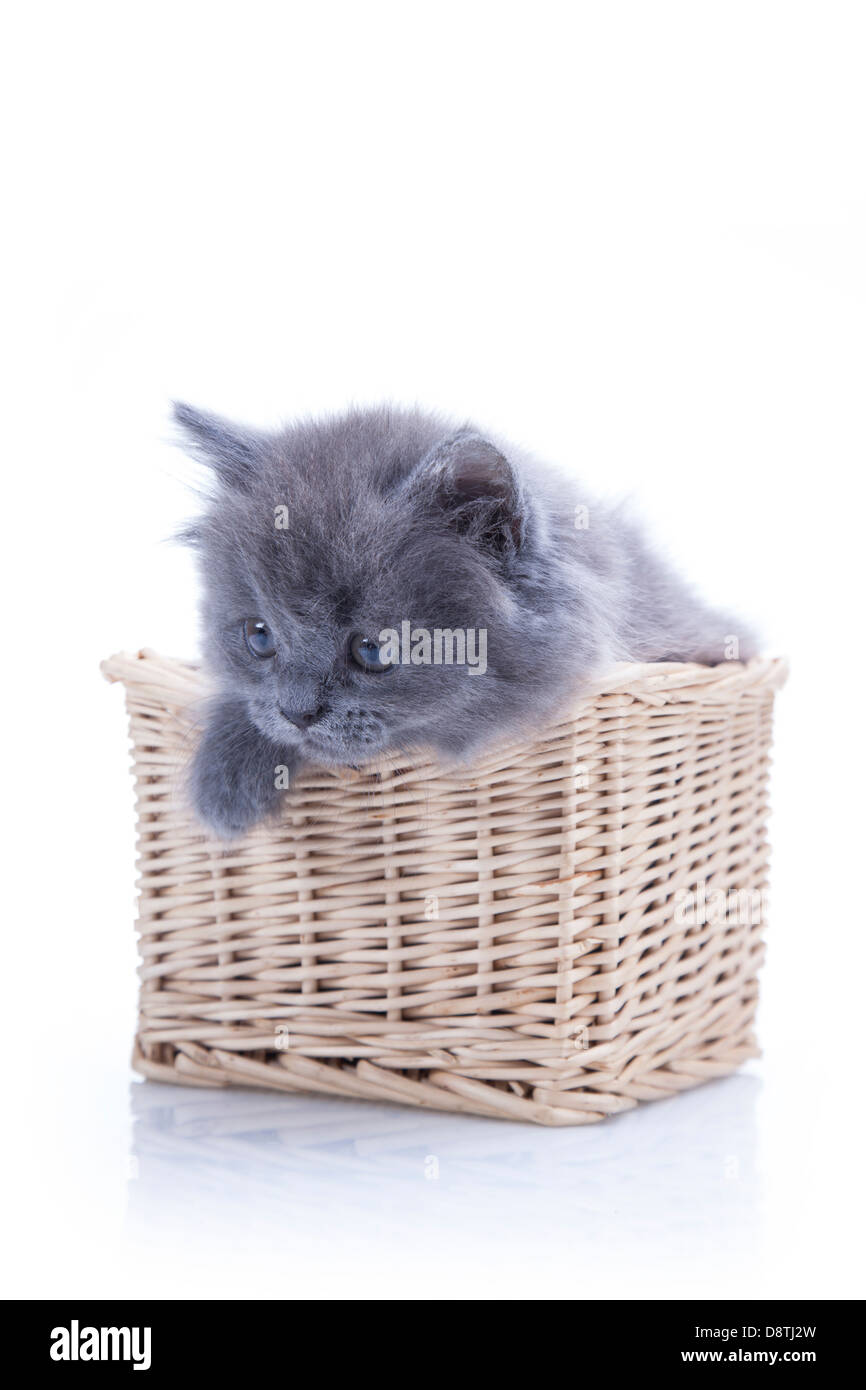 Little British blue cat isolated Stock Photo - Alamy