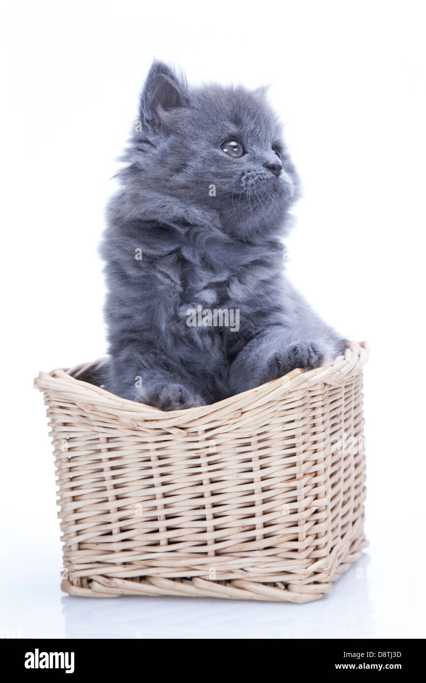 Little British blue cat isolated Stock Photo - Alamy
