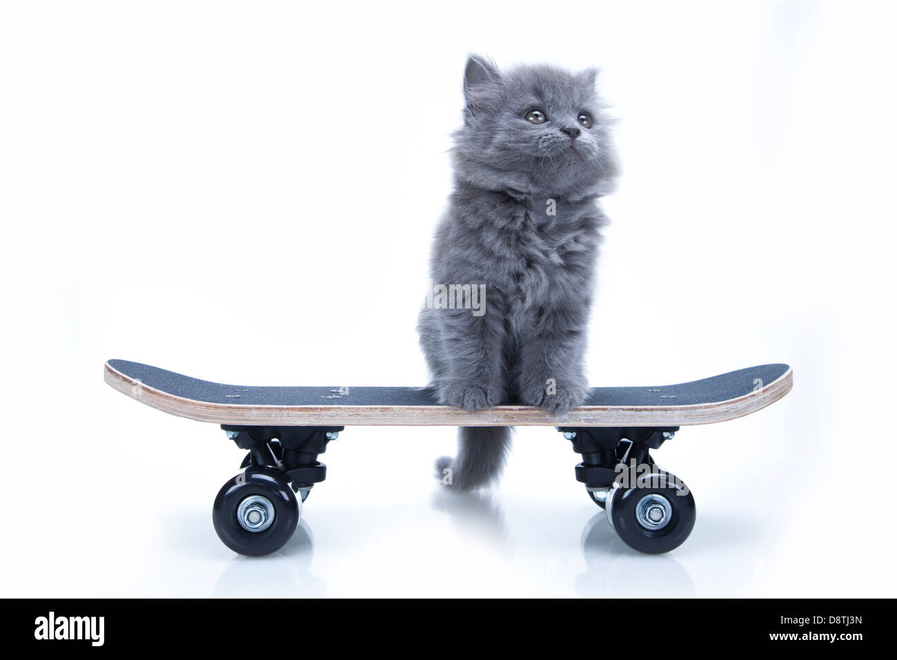 Little British blue cat isolated Stock Photo - Alamy