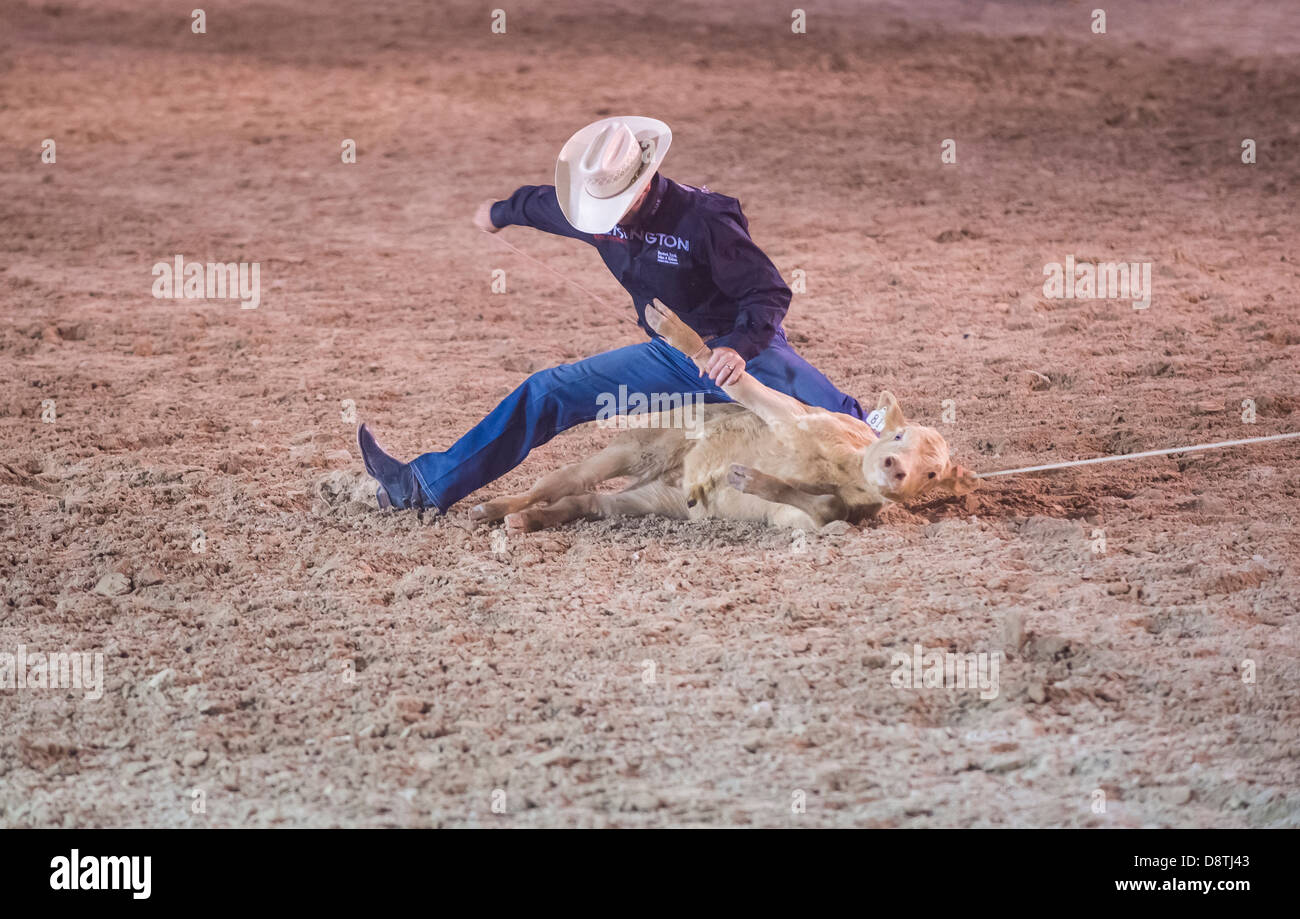 Cowboy Participant in a Calf roping Competition at the Helldorado Days ...