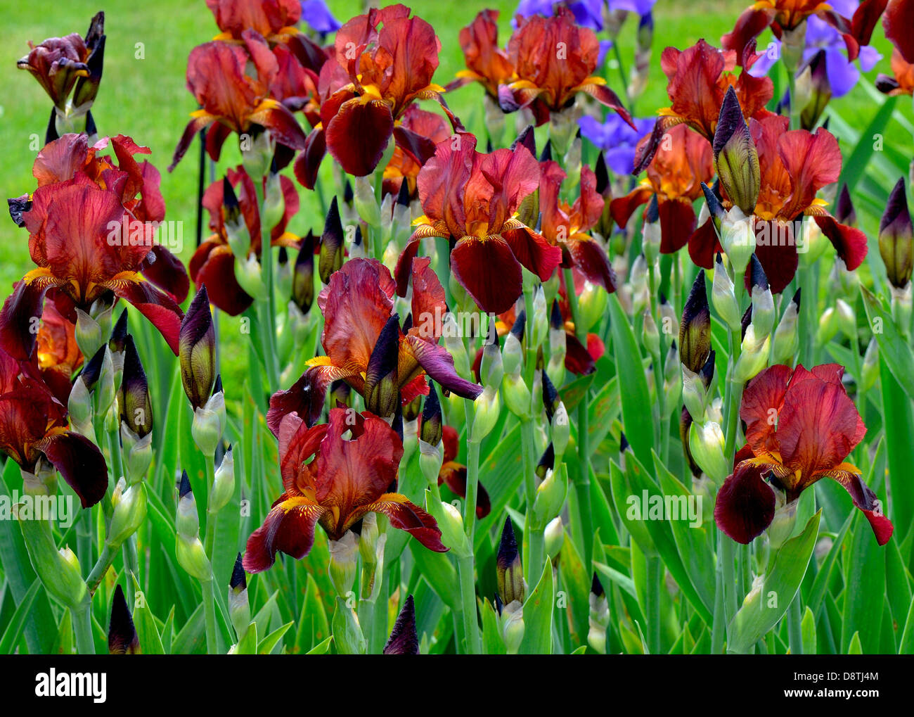 Brown iris flowers hi-res stock photography and images - Alamy