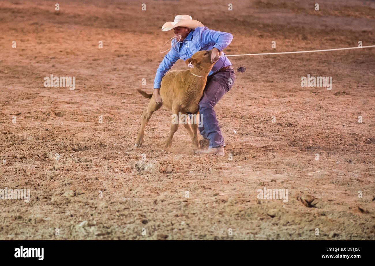Cowboy Participant in a Calf roping Competition at the Helldorado Days ...