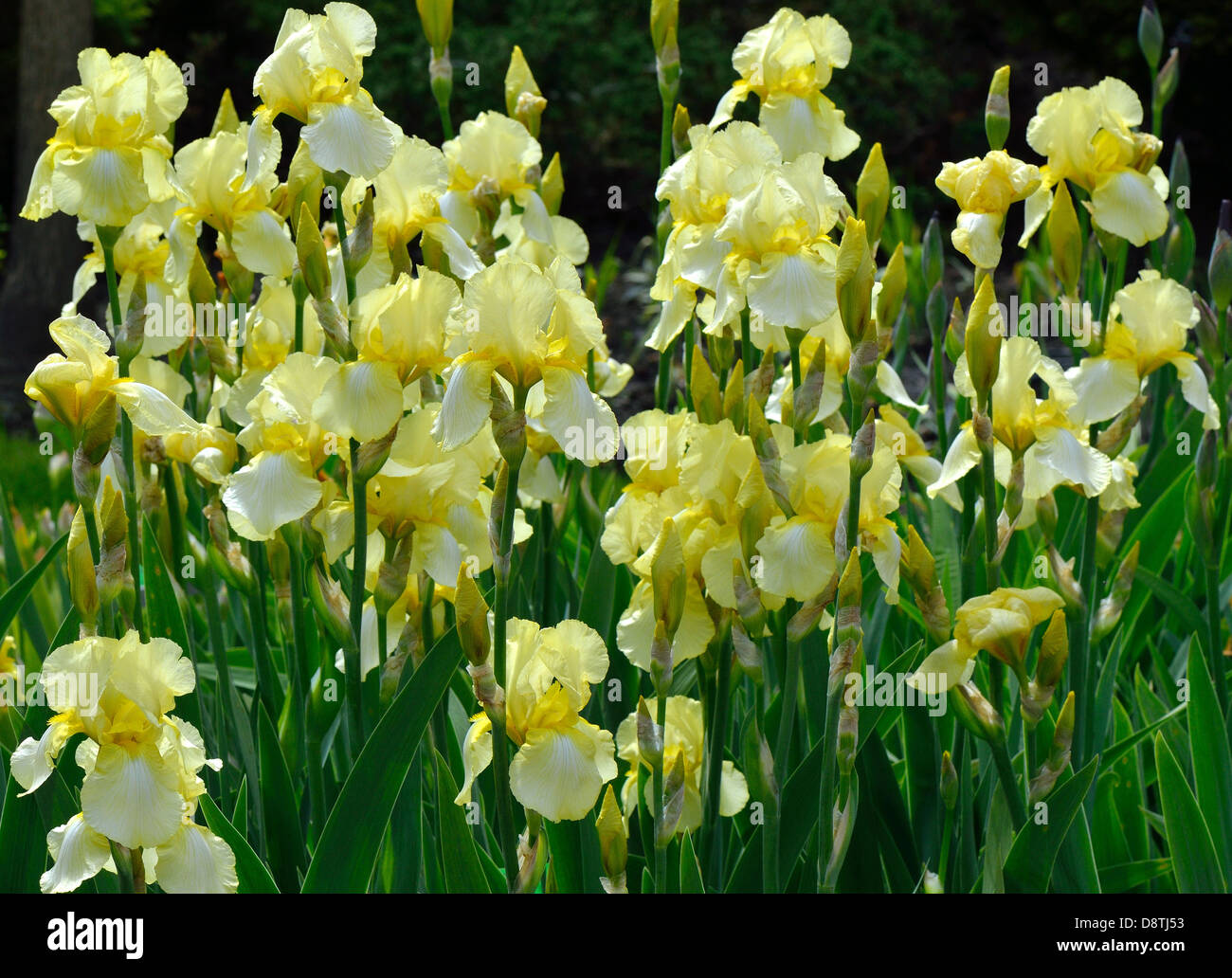 Yellow iris flowers Stock Photo - Alamy