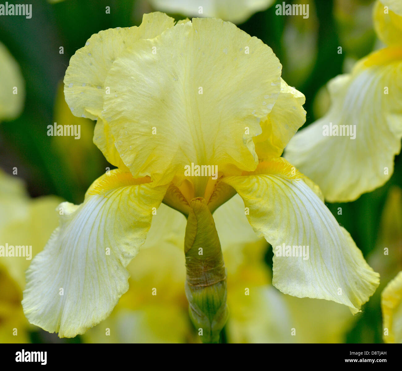 Yellow iris flower Stock Photo - Alamy