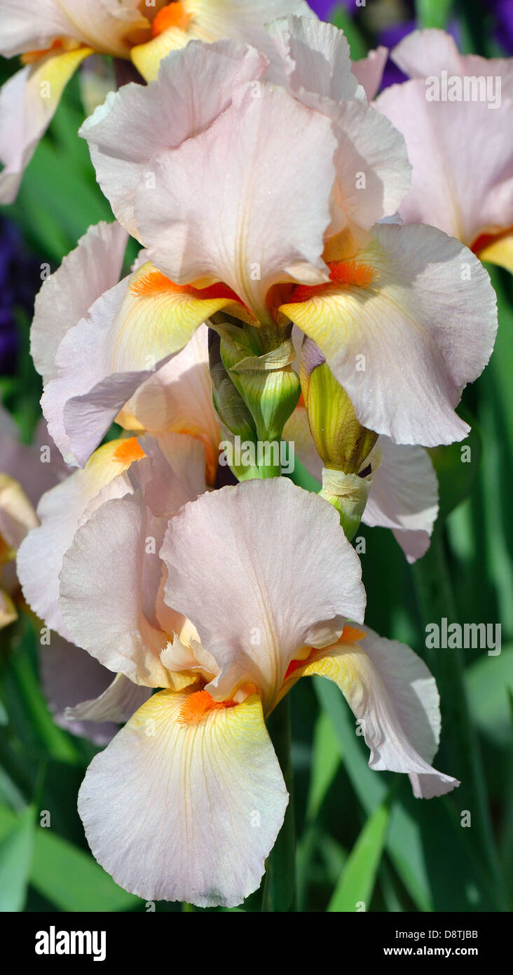Pink iris flowers Stock Photo - Alamy
