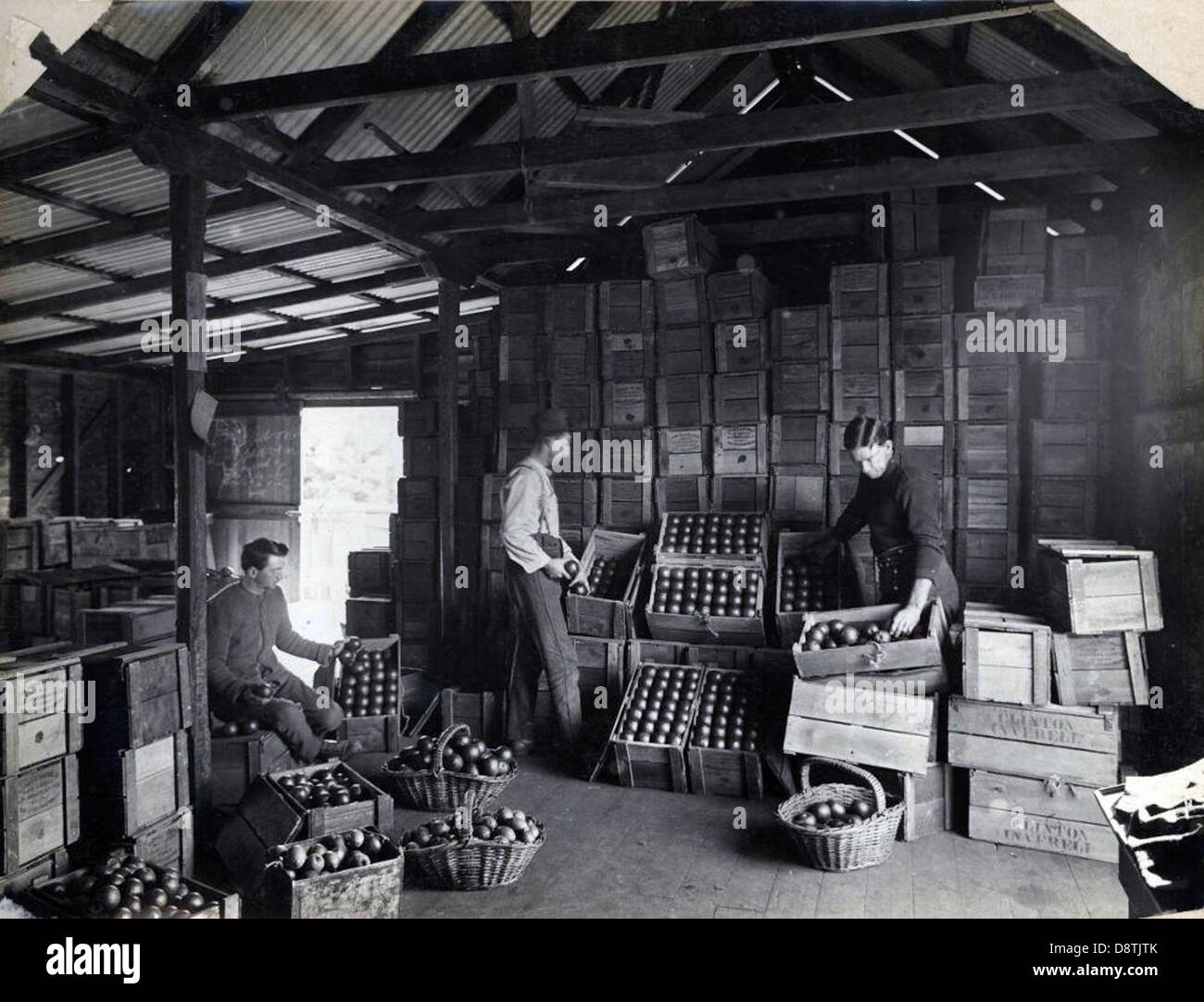 Packing the fruit Stock Photo - Alamy