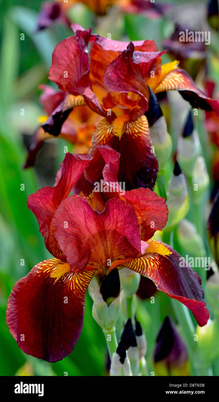 Brown iris flowers Stock Photo - Alamy
