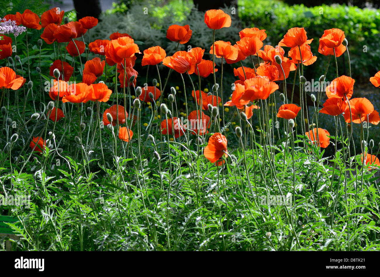 Red Poppies in full bloom Papaver somniferum Stock Photo - Alamy
