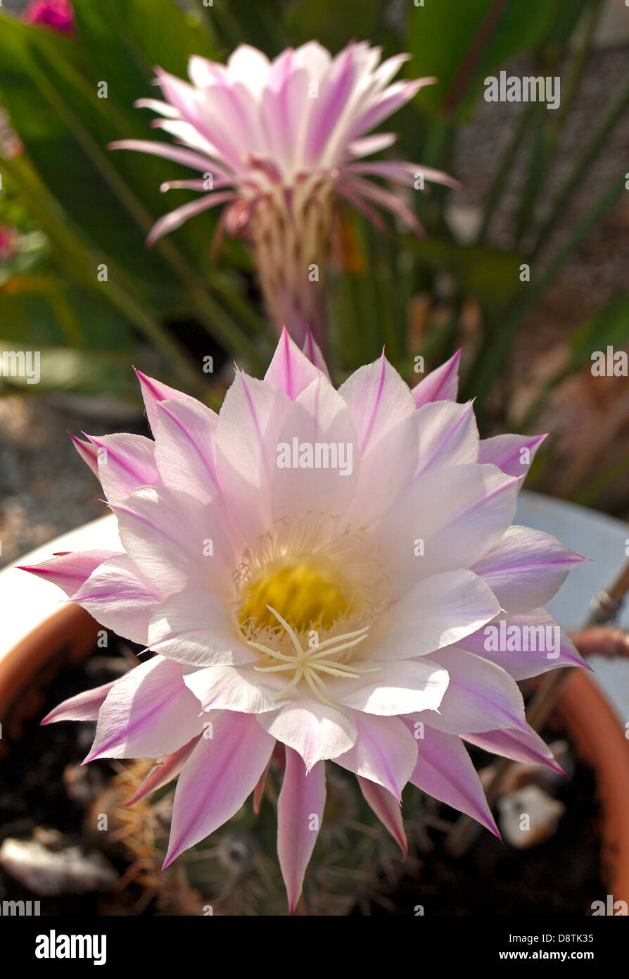 Cactus in bloom Stock Photo - Alamy