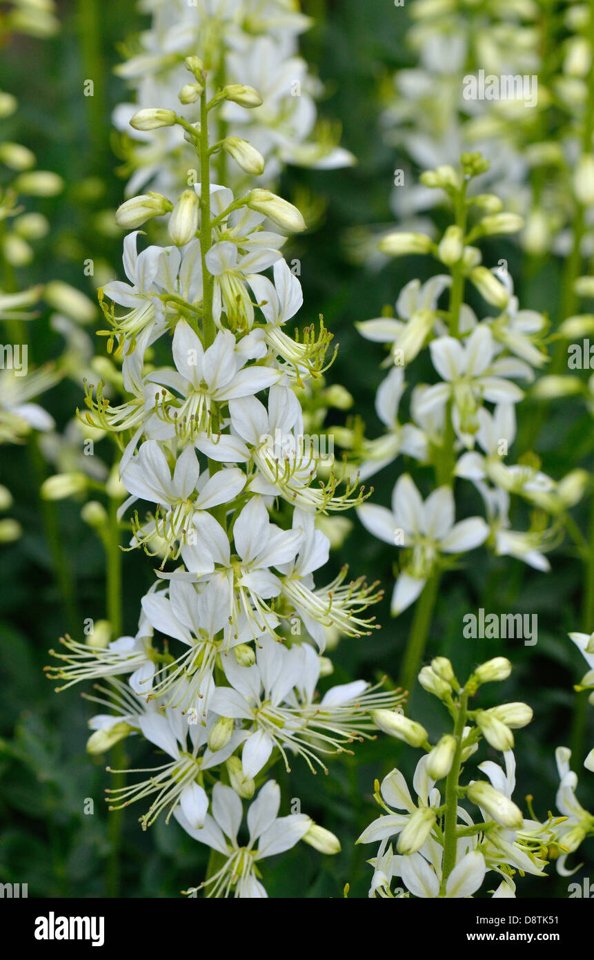 Diptam flowers close up Dictamnus albus Stock Photo - Alamy