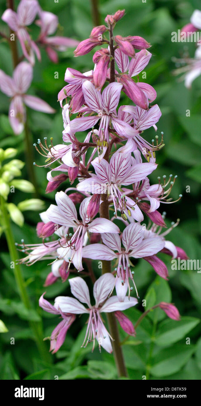 Diptam flowers close up Dictamnus albus Stock Photo - Alamy