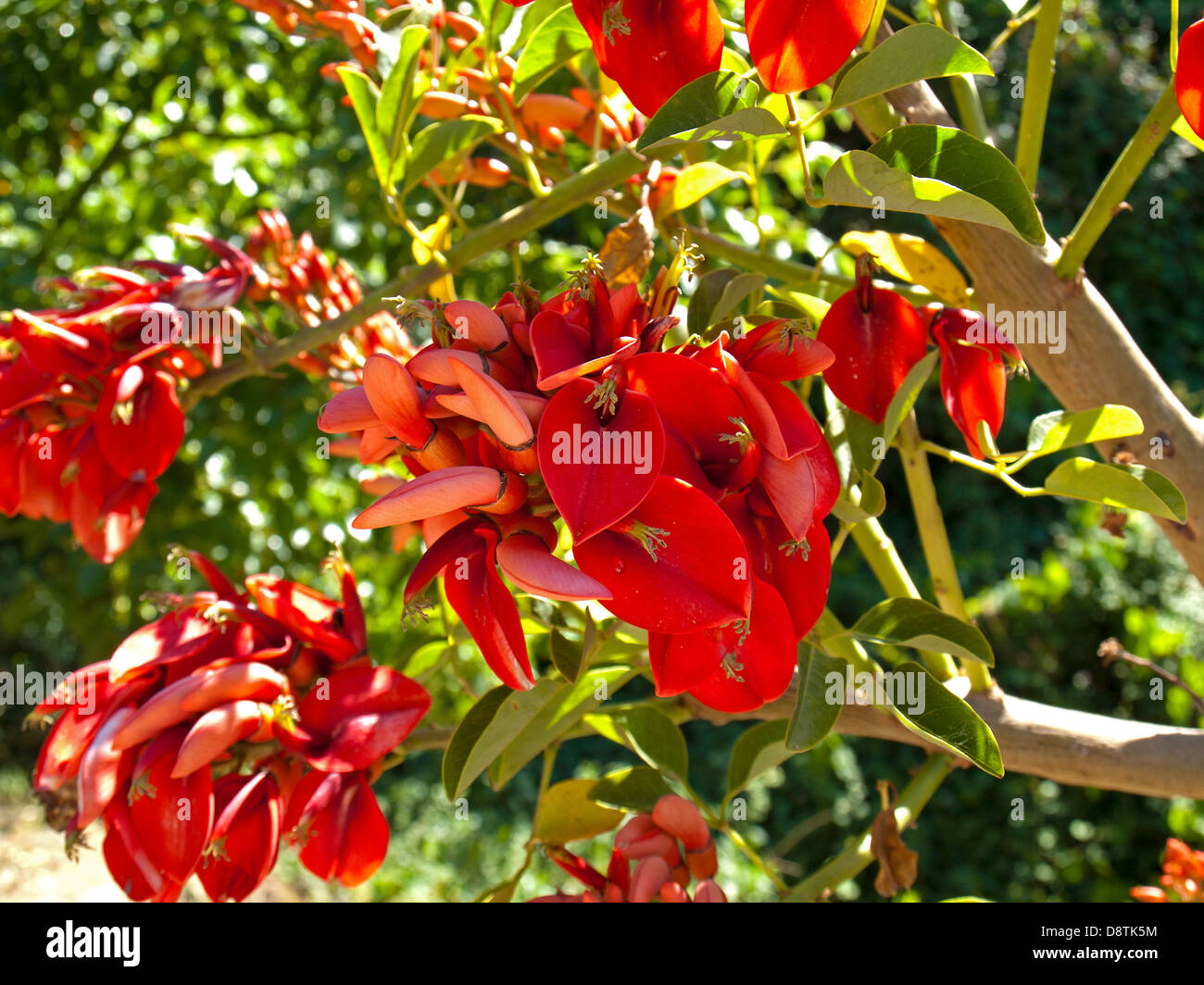 The Coral Tree Stock Photo - Alamy