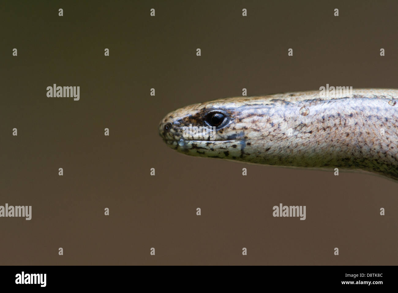 A slow worm has signs of early morning dew Stock Photo - Alamy