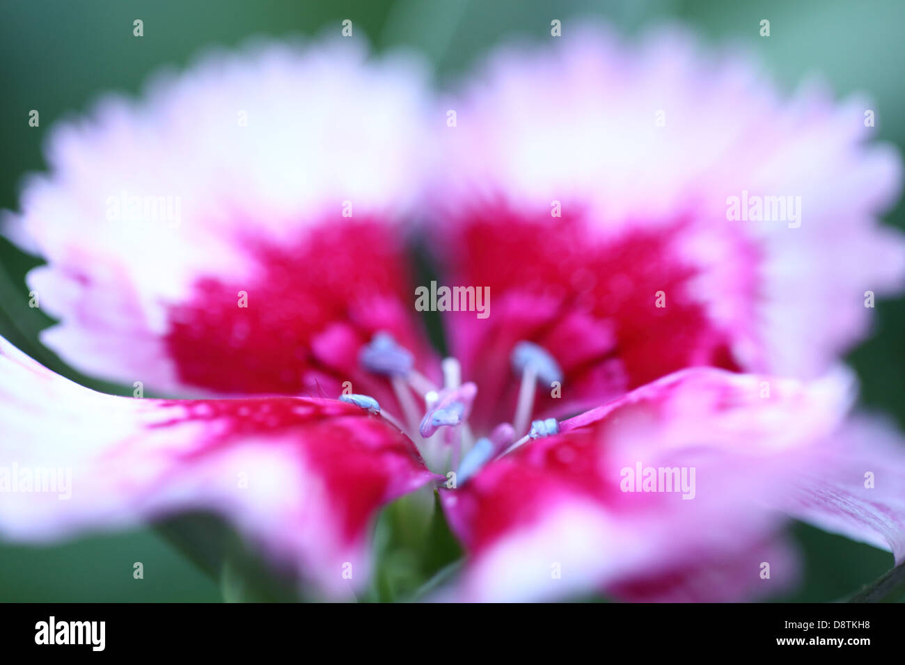 Dianthus in a UK garden Stock Photo - Alamy