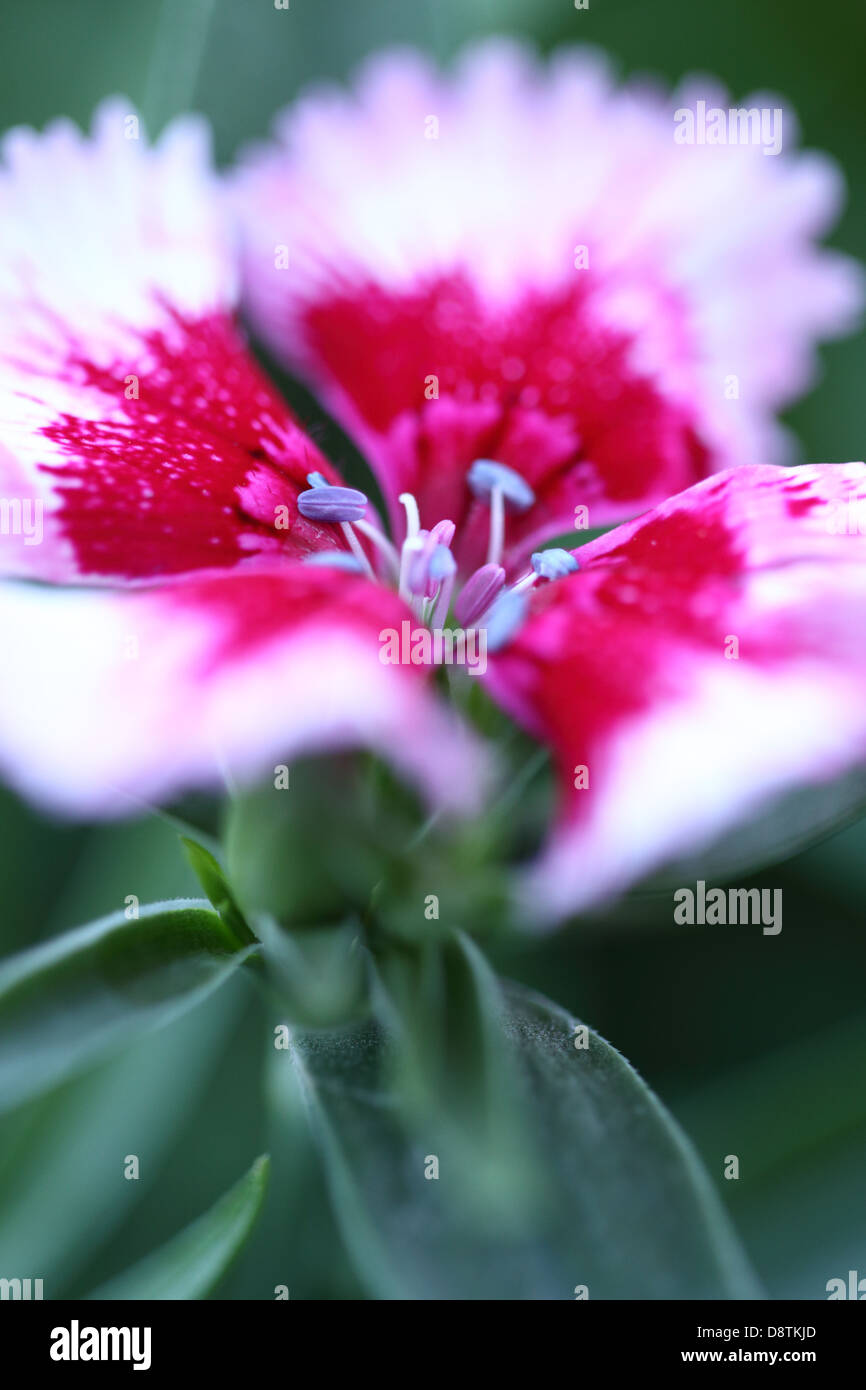Dianthus in a UK garden Stock Photo - Alamy