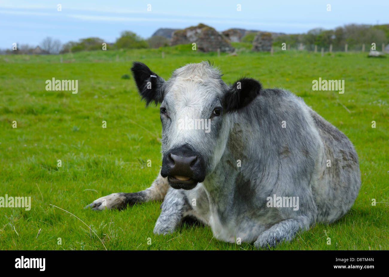 A cute looking grey cow laying down on some grassland Stock Photo - Alamy