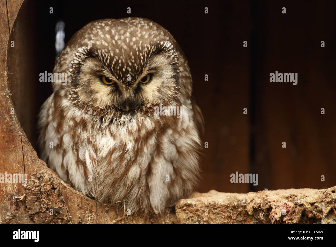 Tengmalm's Owl at a UK zoo Stock Photo - Alamy