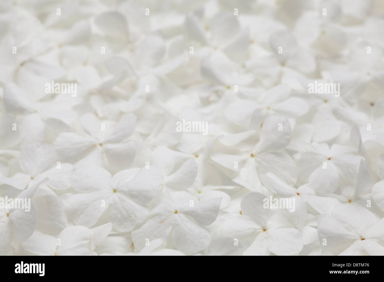 white flower background or organic natural texture Stock Photo - Alamy