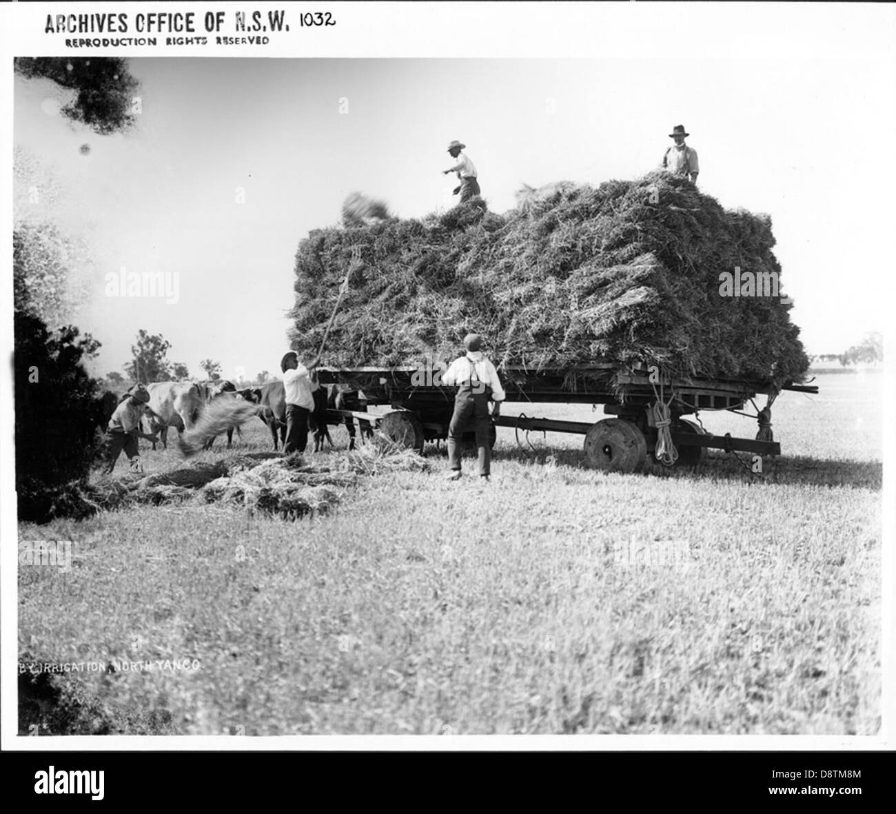 Gathering hay for land clearing Stock Photo - Alamy