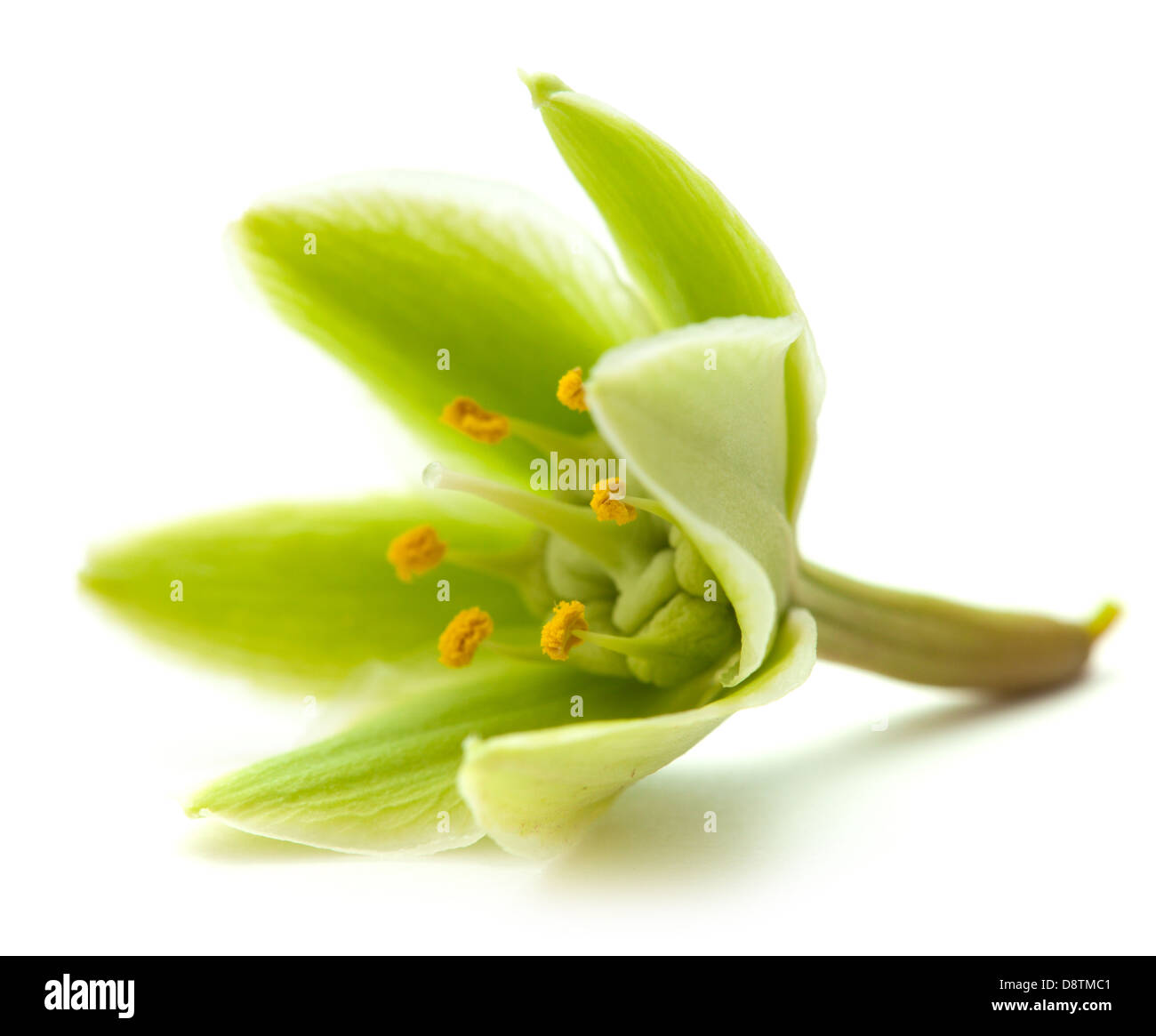 Beautiful yucca Cut Out Stock Images & Pictures - Alamy