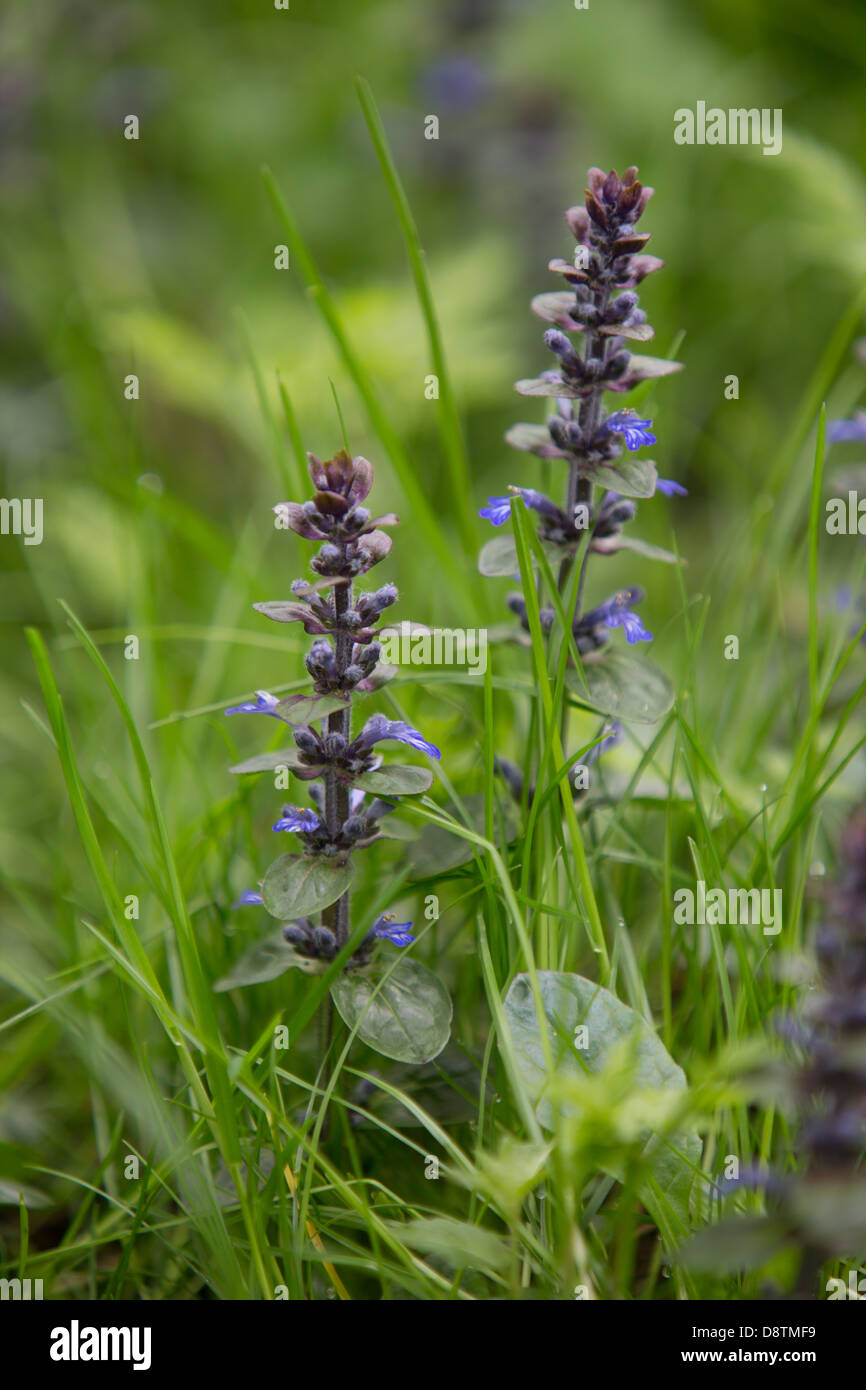 Ajuga reptans Bugle Stock Photo - Alamy