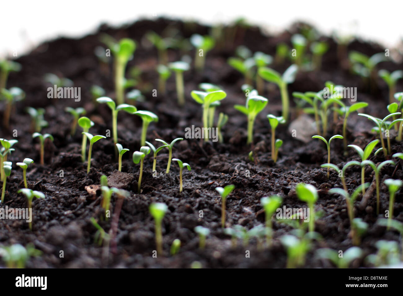 the little green sprouts growing from soil Stock Photo - Alamy
