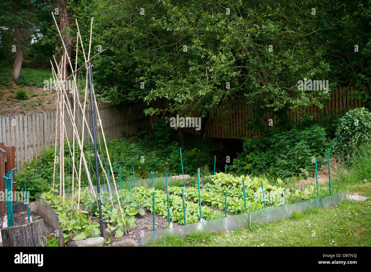 Spring veg garden canes hi-res stock photography and images - Alamy