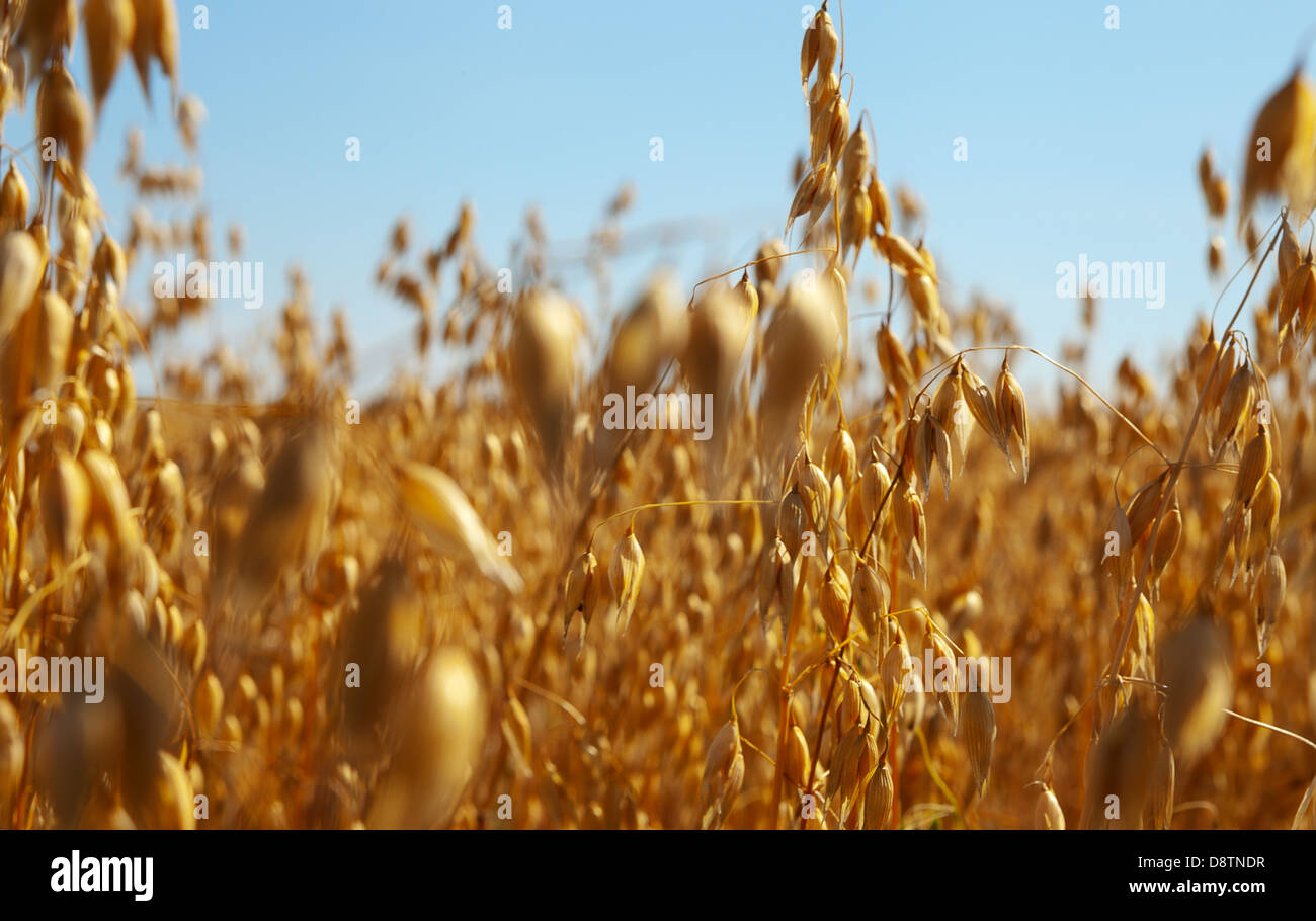 a yellow oats field and blue sky Stock Photo - Alamy