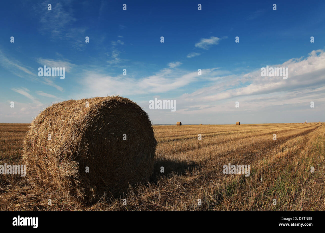 Bales of hay on the field and blue sky Stock Photo - Alamy