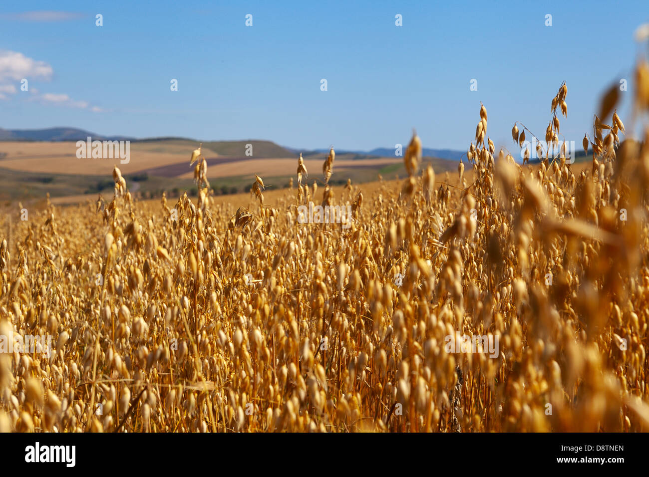 a yellow oats field and blue sky Stock Photo - Alamy