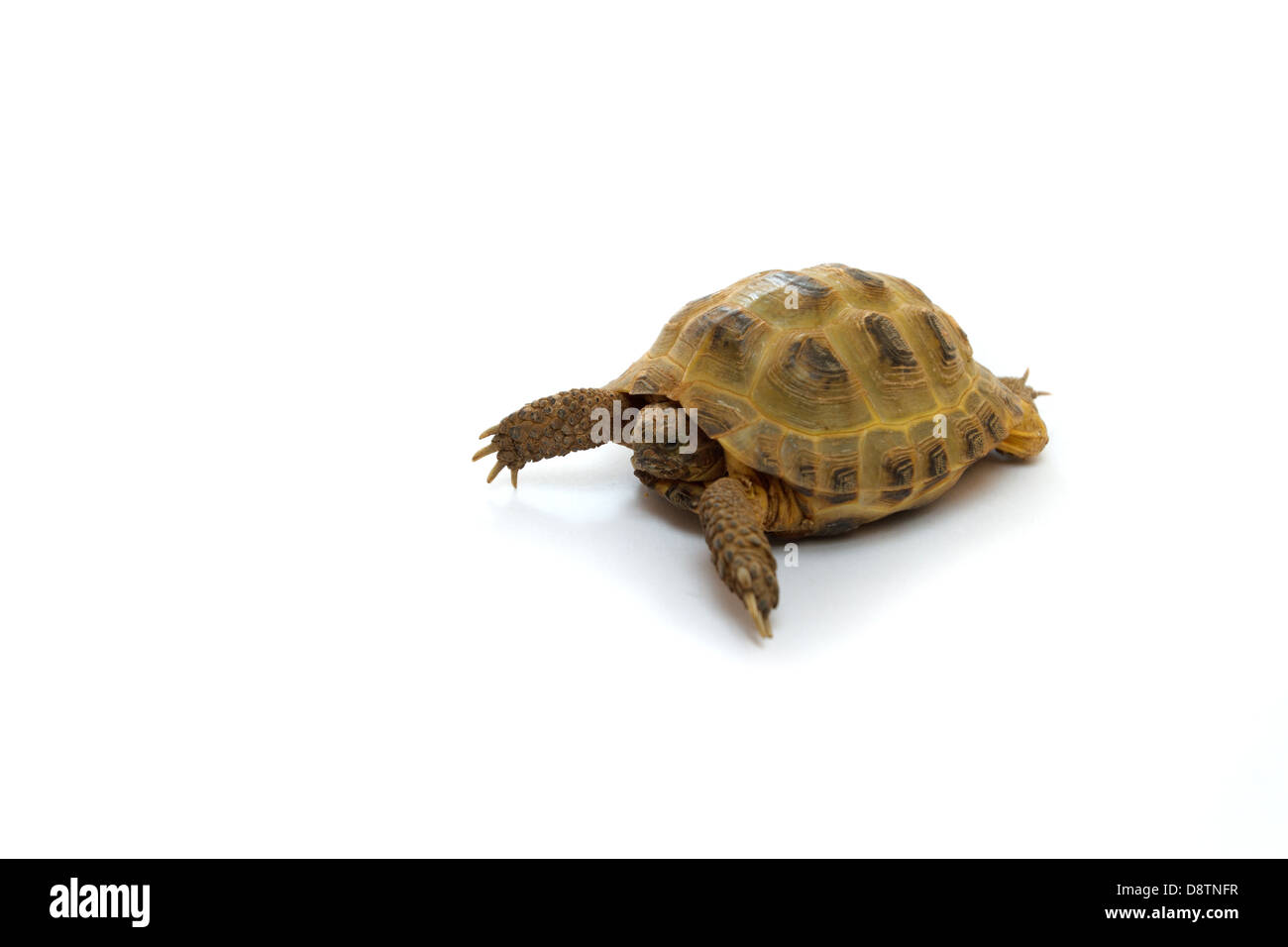 A studio image of a small tortoise Stock Photo - Alamy