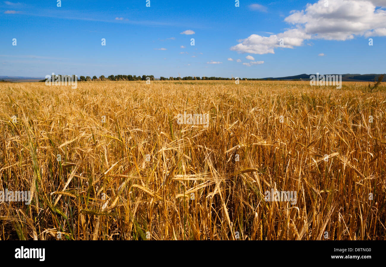 a yellow oats field and blue sky Stock Photo - Alamy