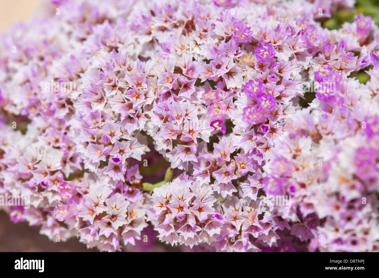 Limonium papillatum flowers natural background Stock Photo - Alamy