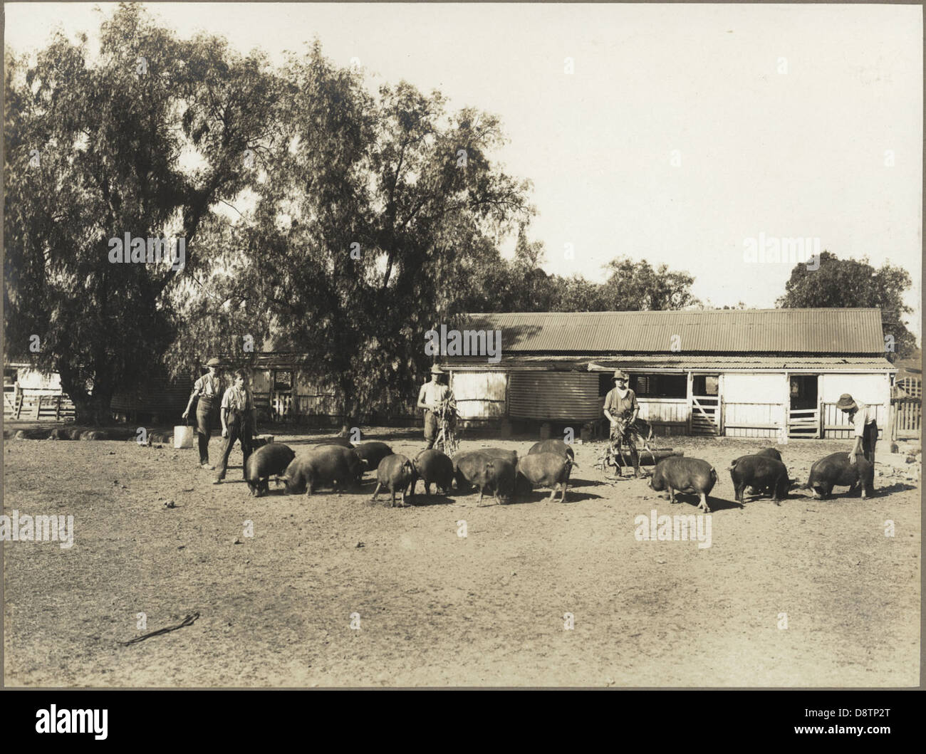 Pigs being fed at Scheyville Training Farm Stock Photo - Alamy