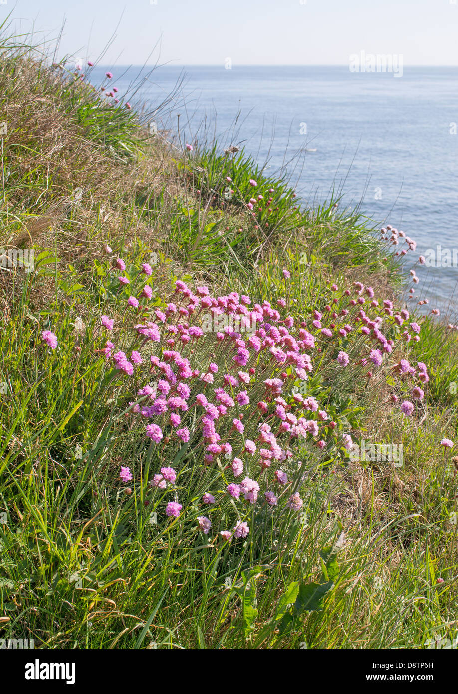 Sea Pink or Thrift wild flowers seen from the north sea coastal path as ...